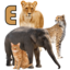 About: Animals Name Animal Sounds Ani (Google Play version) | | Apptopia