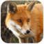 About: Learning Animals (Google Play version) | | Apptopia