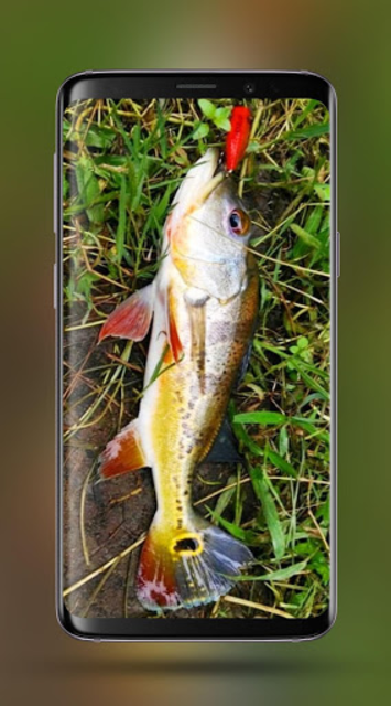 Bass Fish Wallpaper Desktop