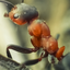 About: ants live wallpaper (Google Play version) | | Apptopia