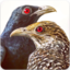 About: Asian Koel Bird Sounds : Indian Koyal Bird Sounds (Google Play ...