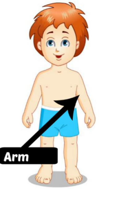 Kid Body Parts