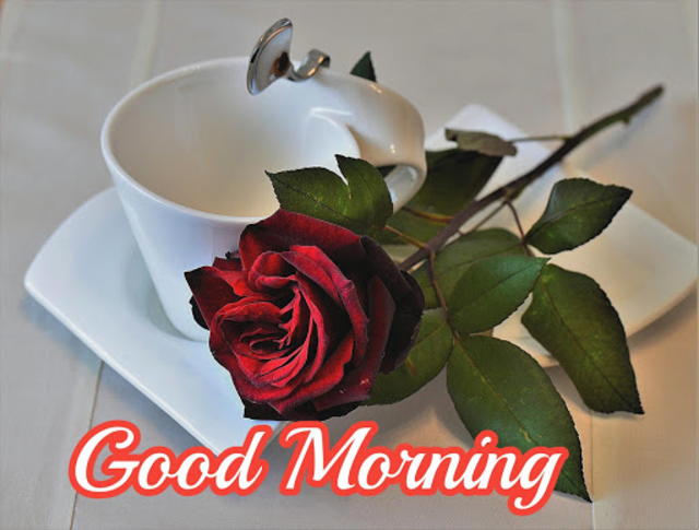 About Good Morning Flowers and Roses Messages Images Gif Google Play version Apptopia