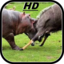 About: Wild animals documentaries HD (Google Play version) | | Apptopia