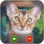 About: Cat fake video Call/Chat Prank (Google Play version) | | Apptopia